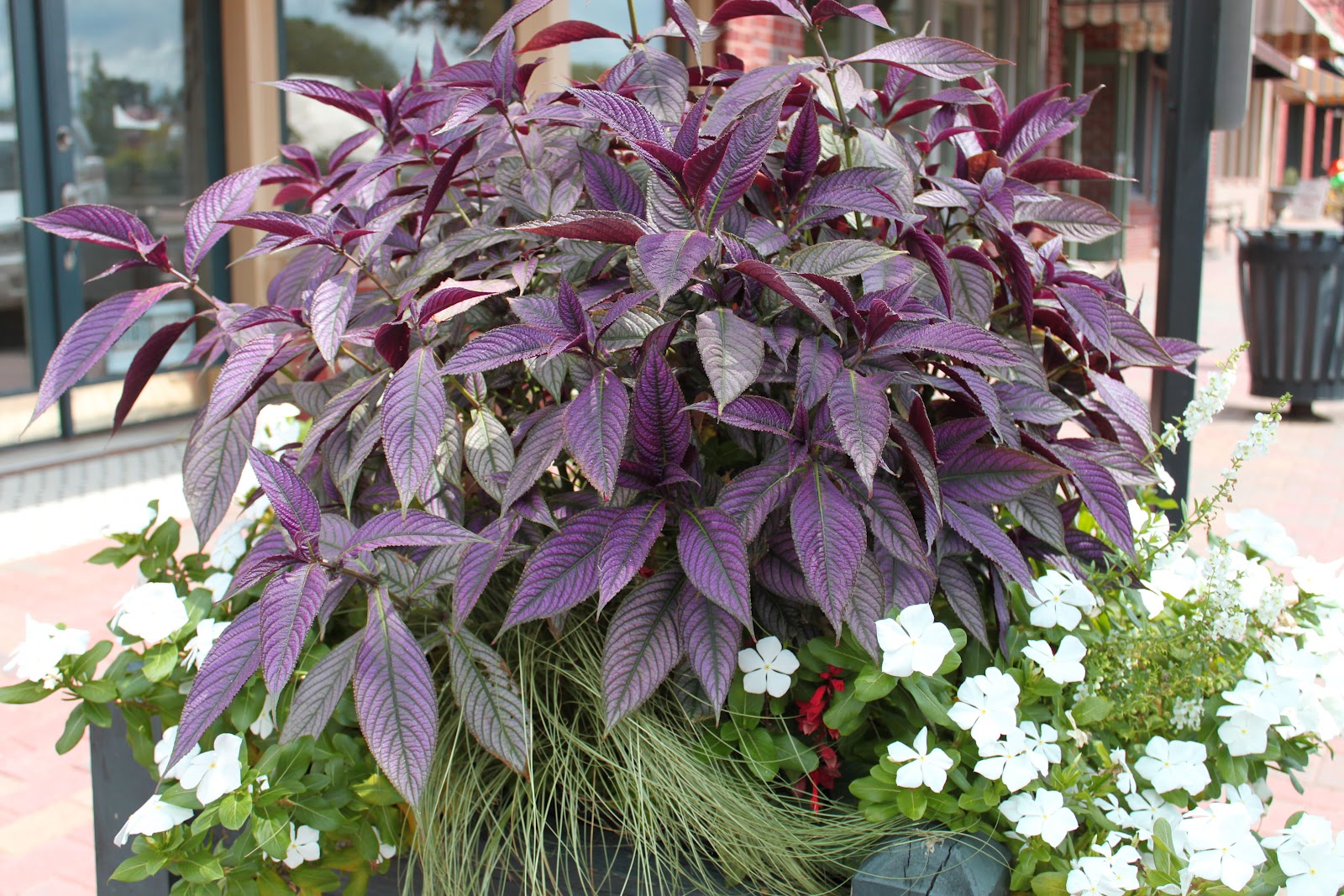 Garden Containers in Madison, Georgia: Persian Shield - Sun or Shade ...