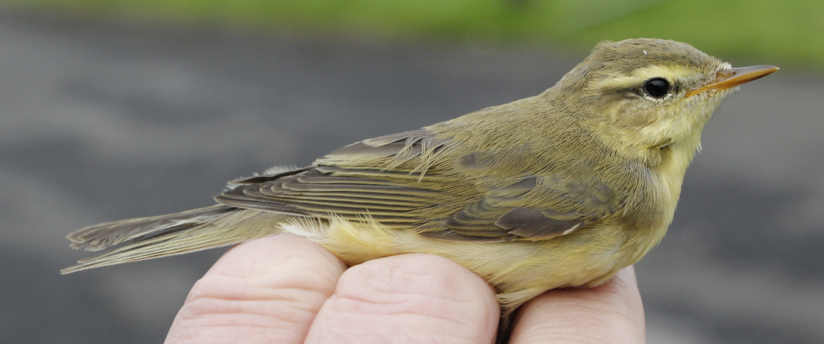 Another Bird Blog: Slowly Does It