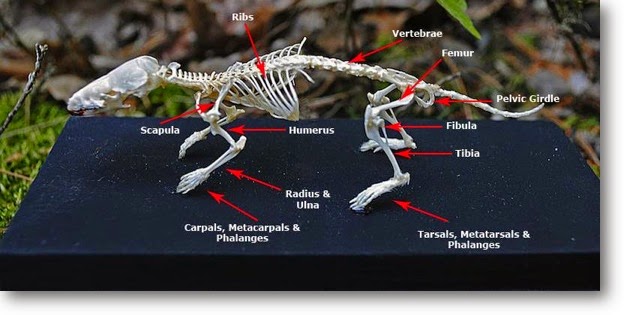erivera Physical Anthropology 101: Analogy/Homology Examples