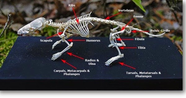 erivera Physical Anthropology 101: Analogy/Homology Examples