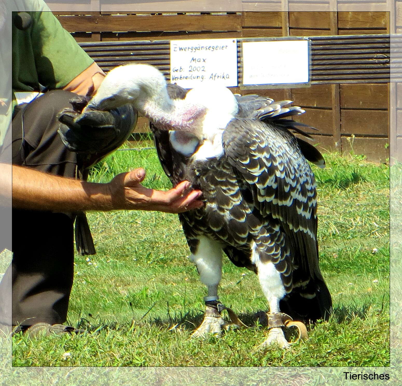 Tierisches: Falknerei Wörlitzer Park