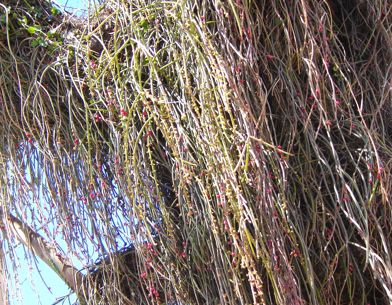 tutuna mituna: Rhipsalis / Suelda consuelda