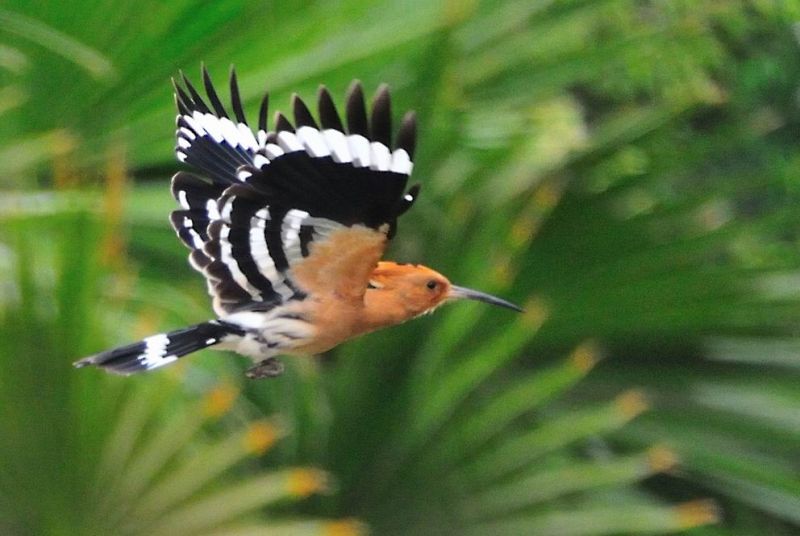 My-Beautiful-Muslim-Life: Hud Hud "Hood Hood" Bird in Saudi Arabia