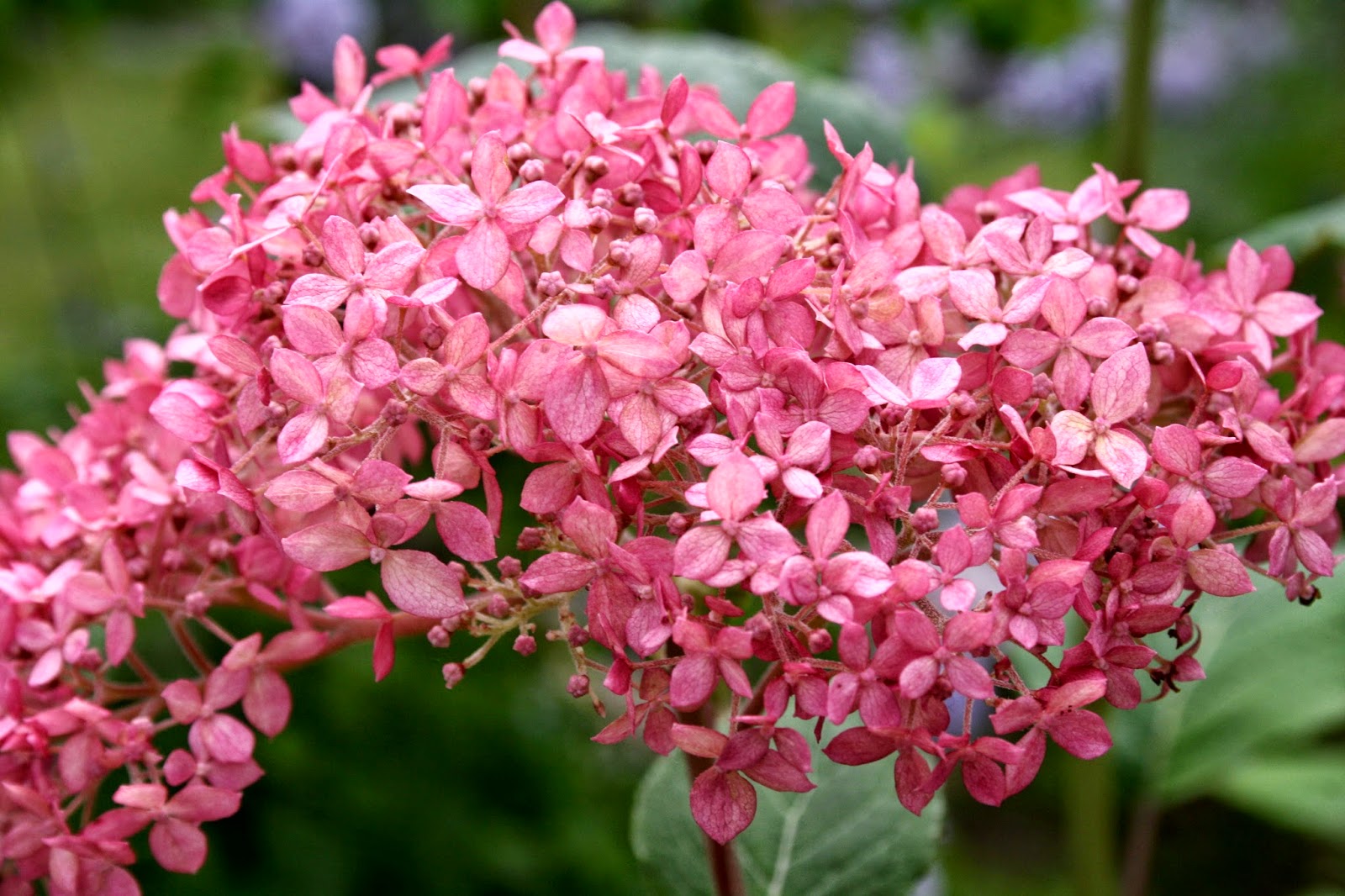 .: Hydrangea arborescens "Invincibelle Spirit"
