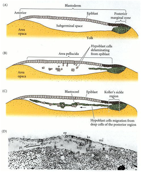 BLASTULASI ~ Embryology of Aves