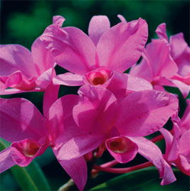 PROYECTO BIOLOGÍA ESPAÑOL: RESERVA NATURAL EL ENCENILLO