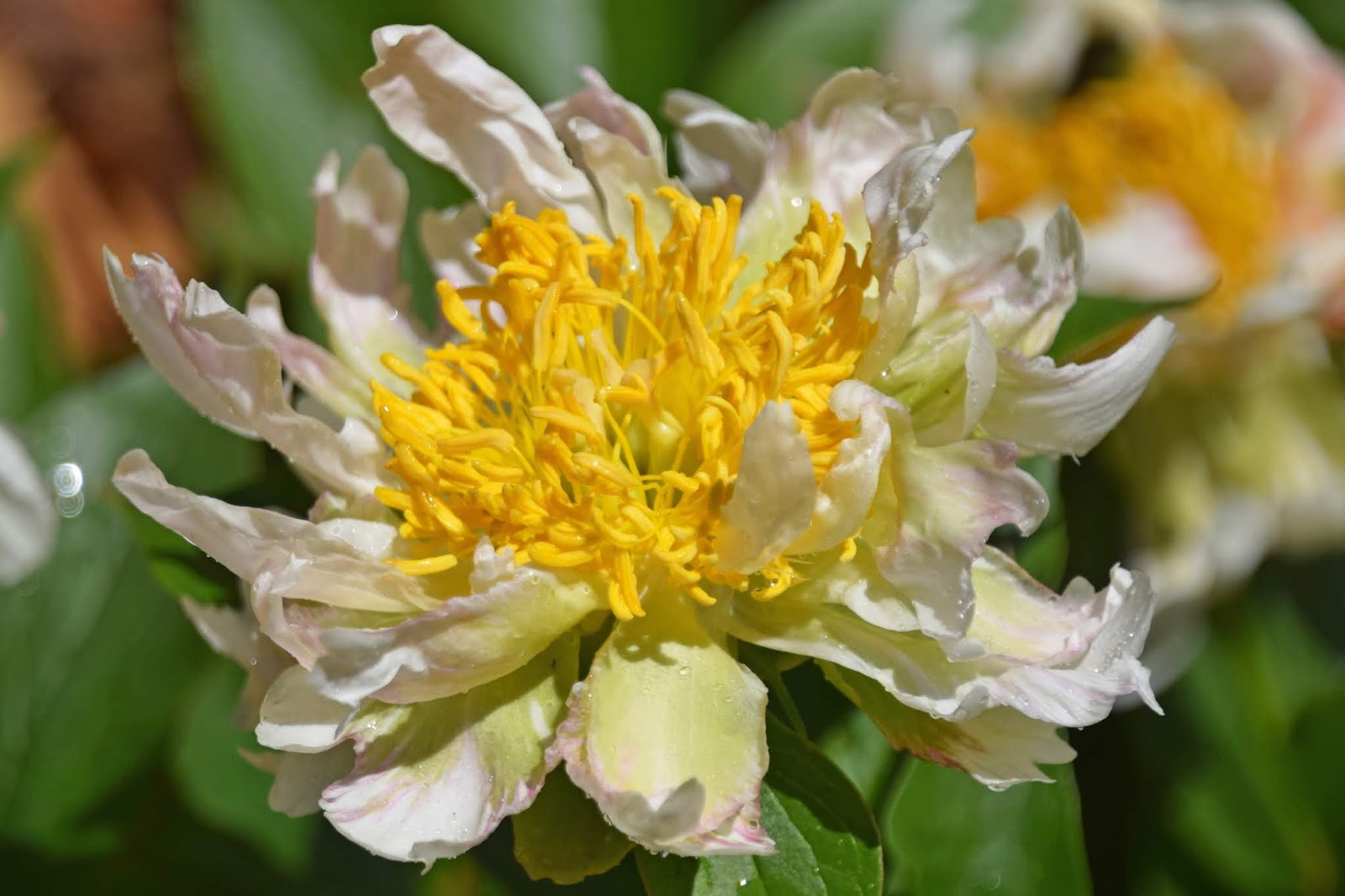 Southern Peony: 2020 Peony 'Green Lotus' Southern Peony Best Performer ...