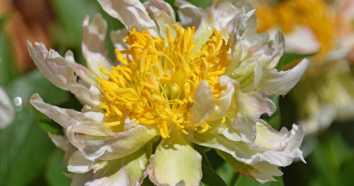 Southern Peony: 2020 Peony 'Green Lotus' Southern Peony Best Performer ...