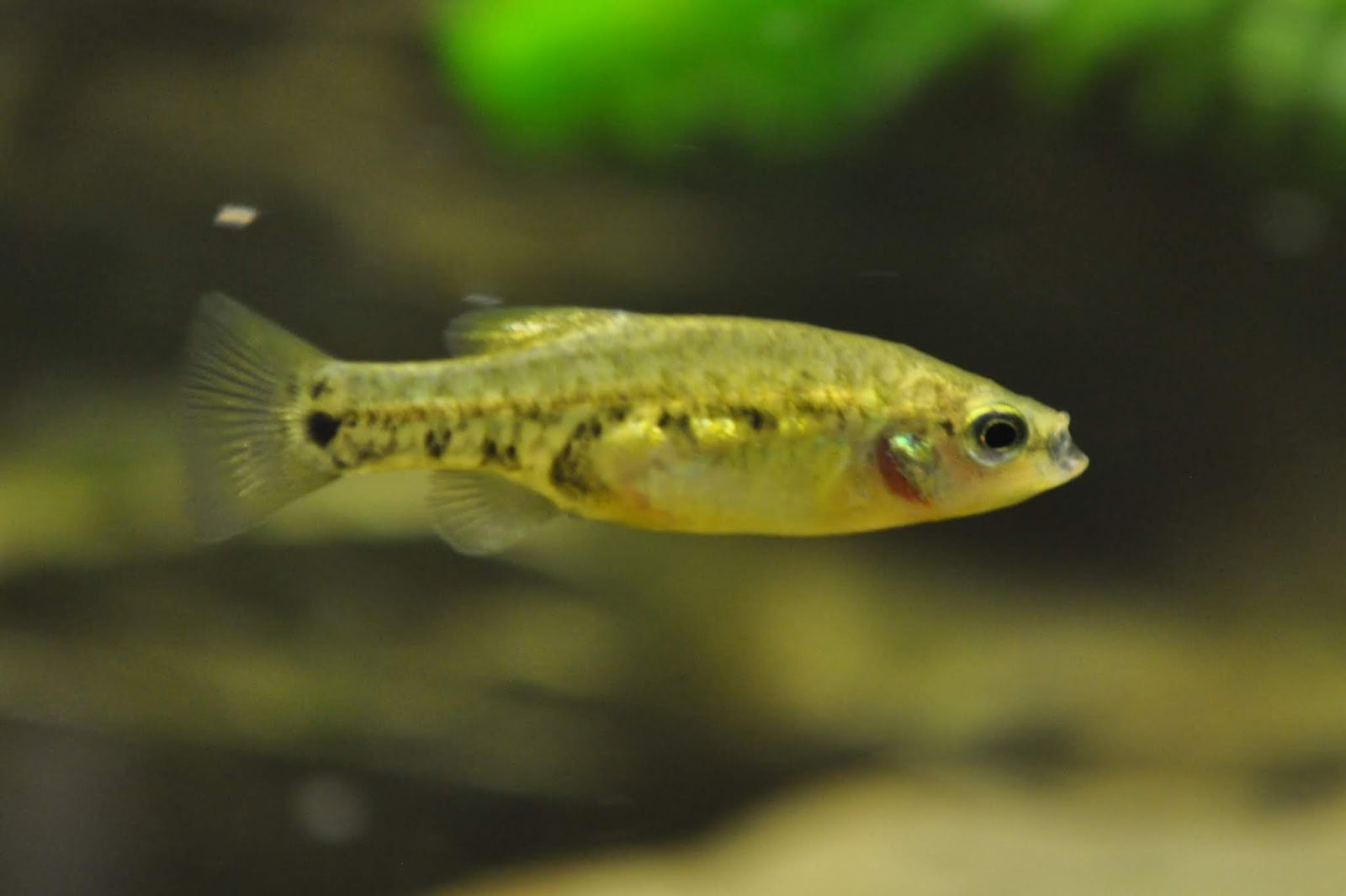 ZOOTOGRAFIANDO (6.100 ANIMALS): PICOTE TEQUILA (Zoogoneticus tequila)