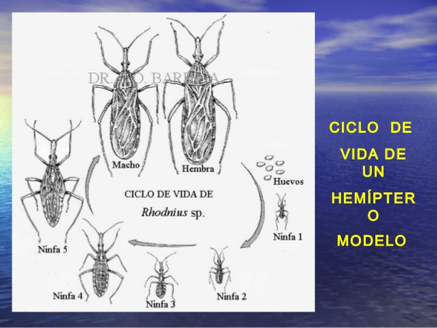 ENTOMOLOGIA "ORDENES DE INSECTOS": ORDEN HEMIPTERA