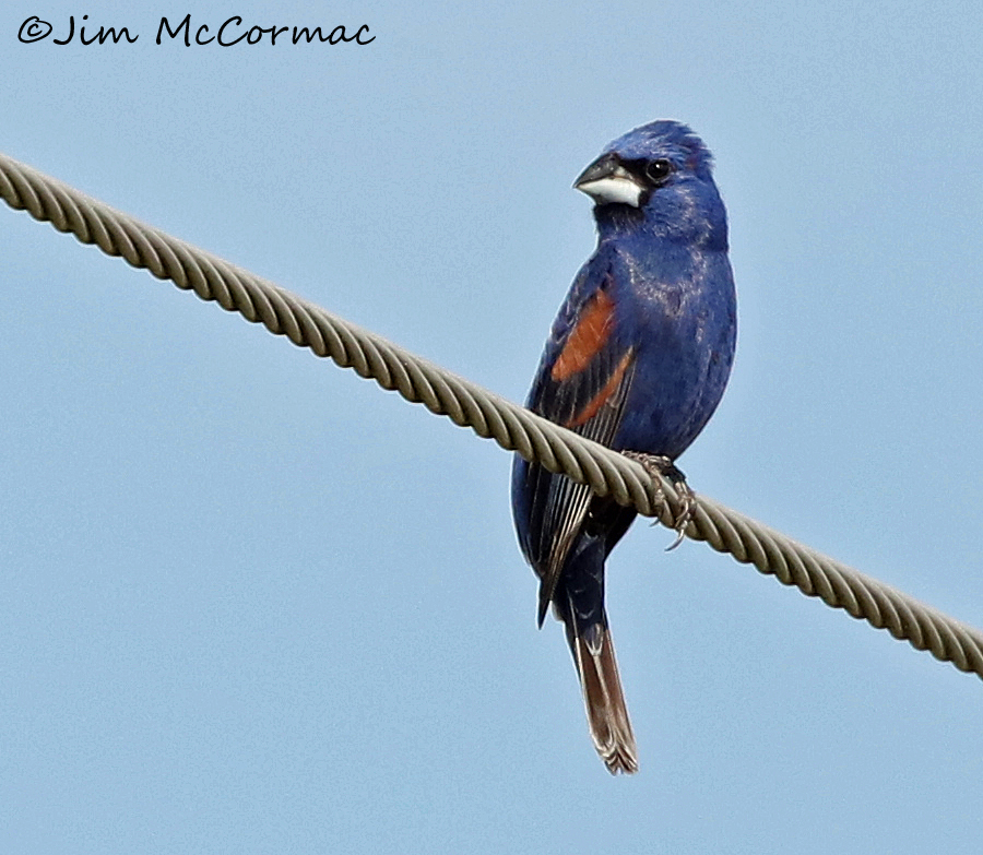 Ohio Birds and Biodiversity: Once rare, blue grosbeak sightings ...