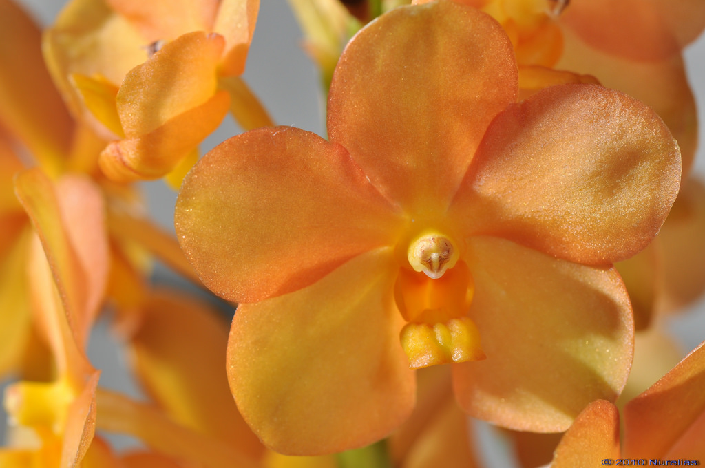 orange orchids