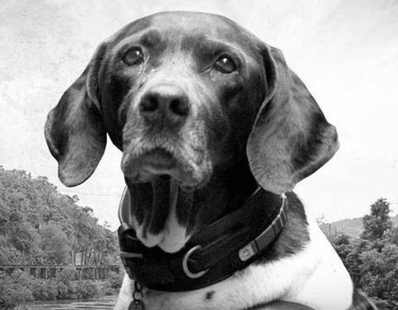 Famous Dogs in History: Judy: Prisoner of War Dog Hero
