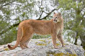 Argentina nativa: Puma (Puma concolor)