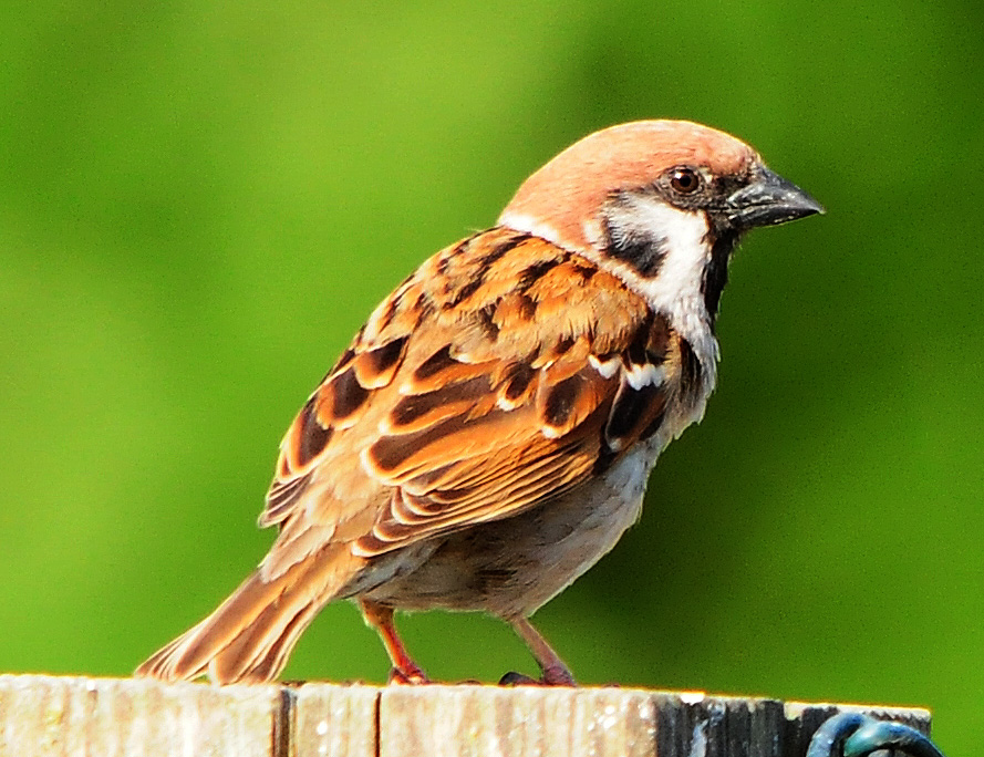 One Jackdaw Birding: Old World Sparrows