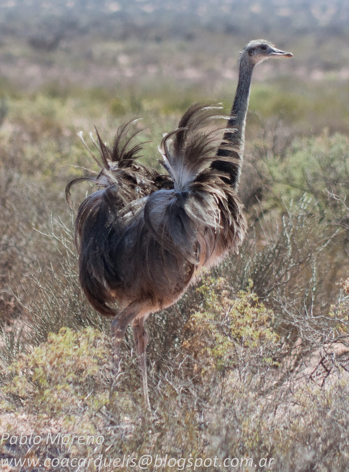 Aves de Mendoza: ñandu(Rhea americana)