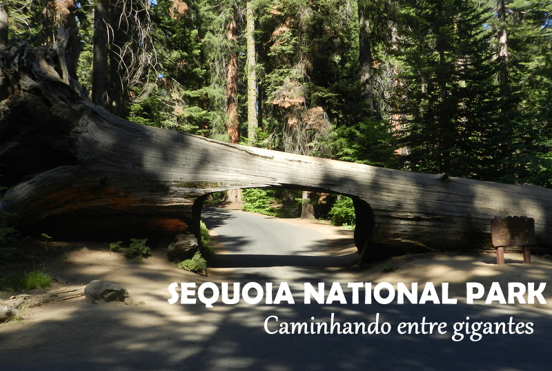 Parque Nacional das Sequoias, na California: caminhando entre gigantes ...