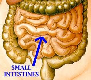 ARE-WIE's BLOG: HTF 200 [ DIGESTION PROCESS ]