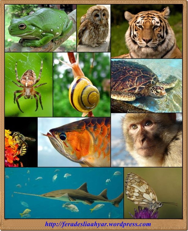 Maria Shinta PH: KEANEKARAGAMAN HEWAN VERTEBRATA INDONESIA