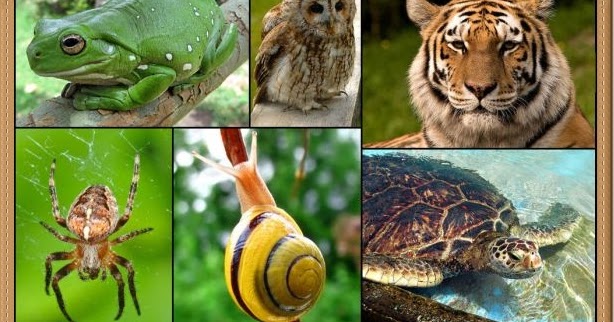 16+ Gajah Termasuk Hewan Vertebrata