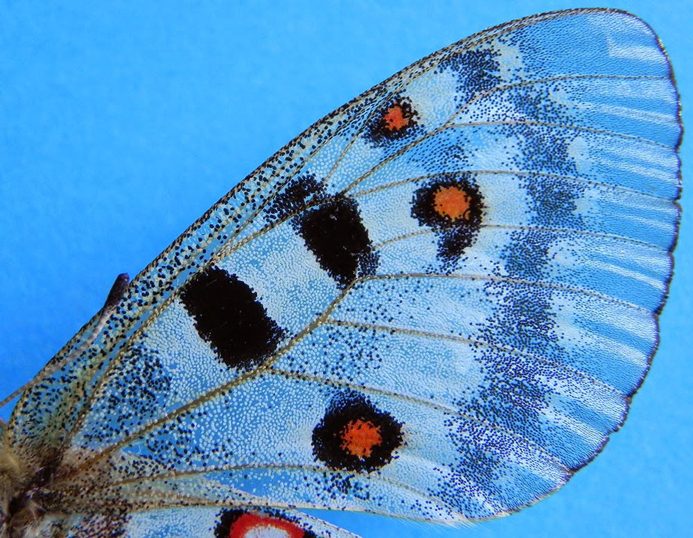 MARIPOSAS (BUTTERFLIES): Subfamilia PARNASSIINAE anverso alas ...