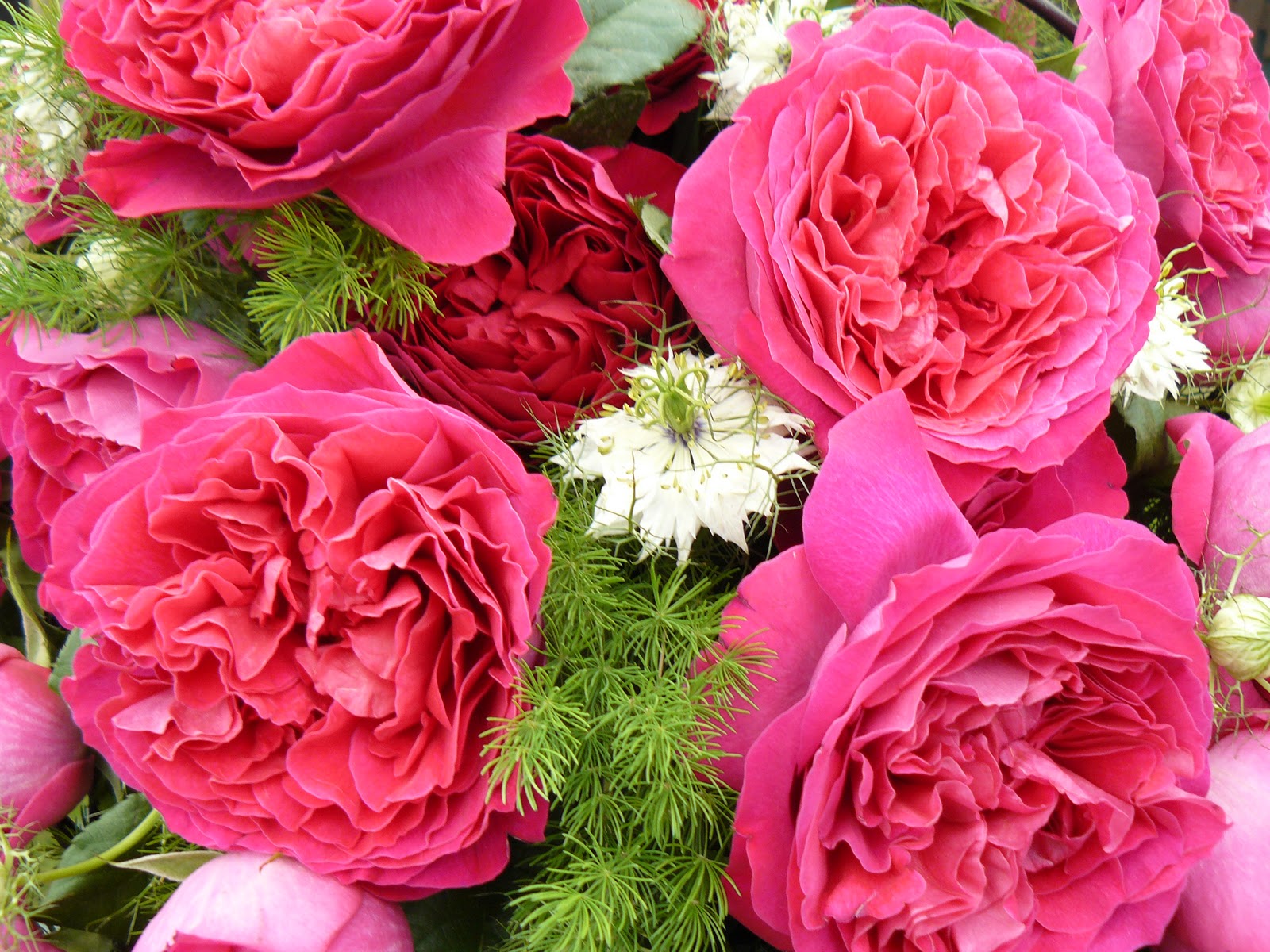 ALL THINGS GARDEN: Angliškos rožės: modernios veislės, senoviška išvaizda