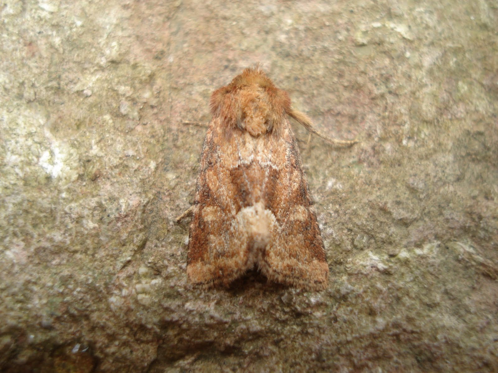 Glamorgan Moth Recording Group: County List - Macros