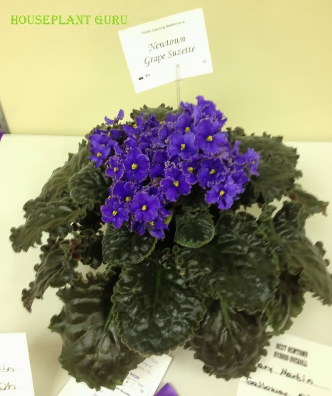 Houseplant Guru: Ohio African Violet Show and Sale