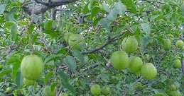 Imbu ou Umbu, Fruta Típica do Nordeste ~ Enciclopédia Global™