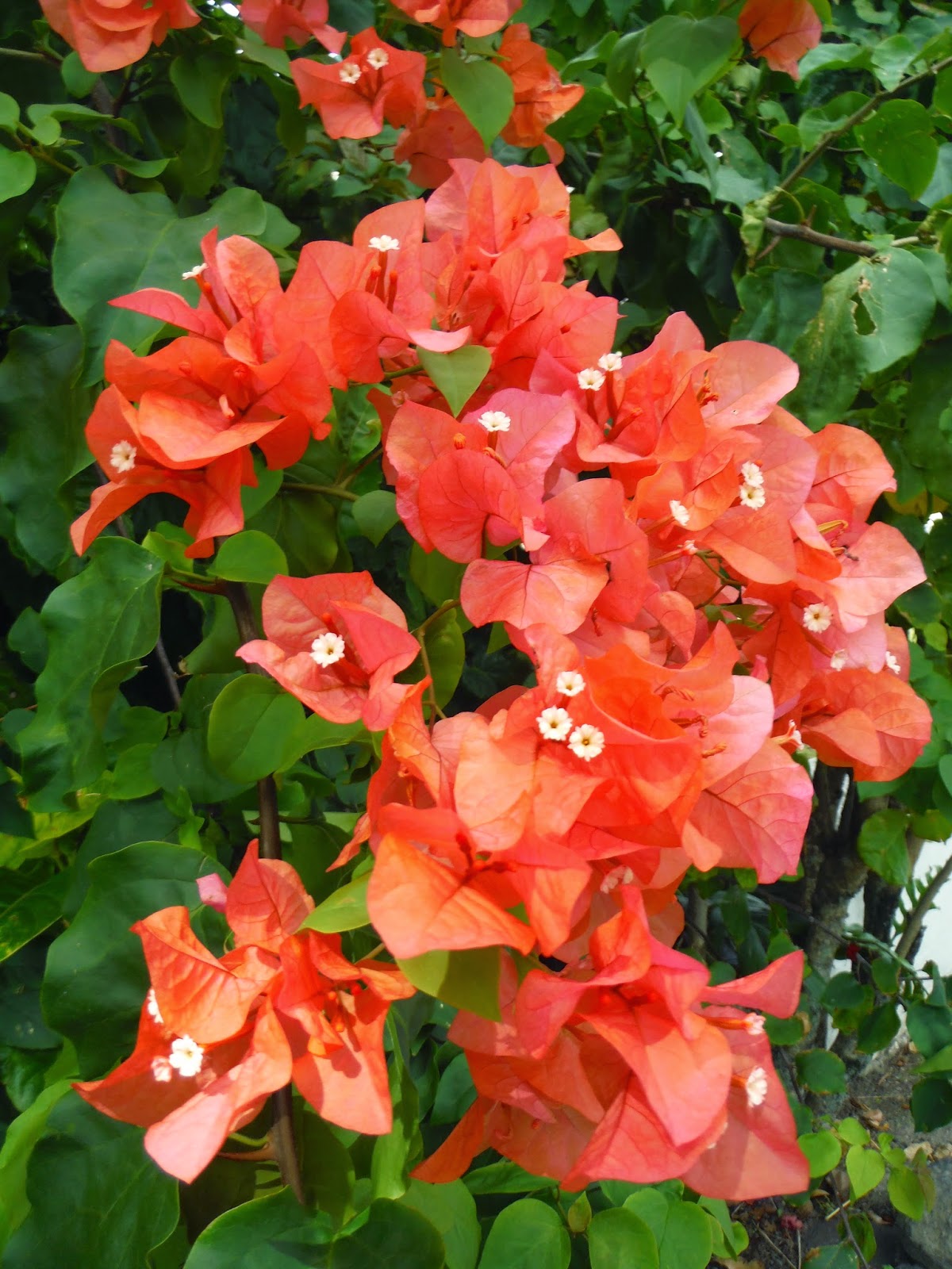 Ramirez Family: RAROTONGA, COOK ISLANDS FLORA AND FAUNA