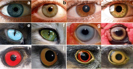GW Human Evolutionary Genetics : It is all in the eyes: Eye coloration ...