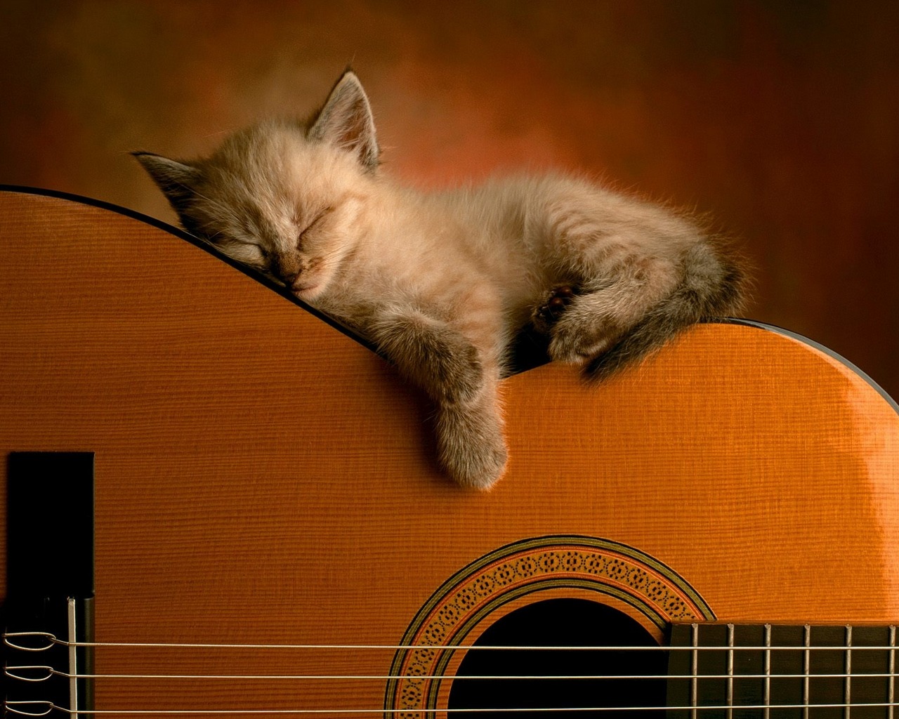 Beautiful dogs and cats wallpapers ~ Amazing World