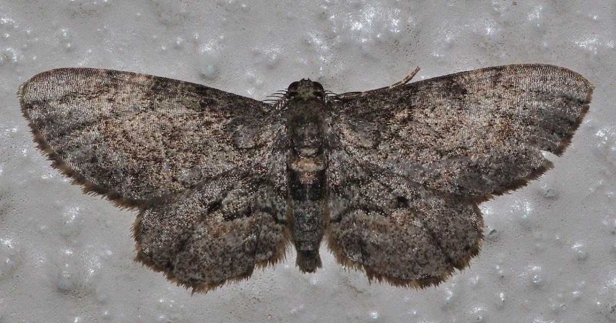 Sarah Lynn's Nature's Splendor: Small Engrailed Moth -- Ectropis ...