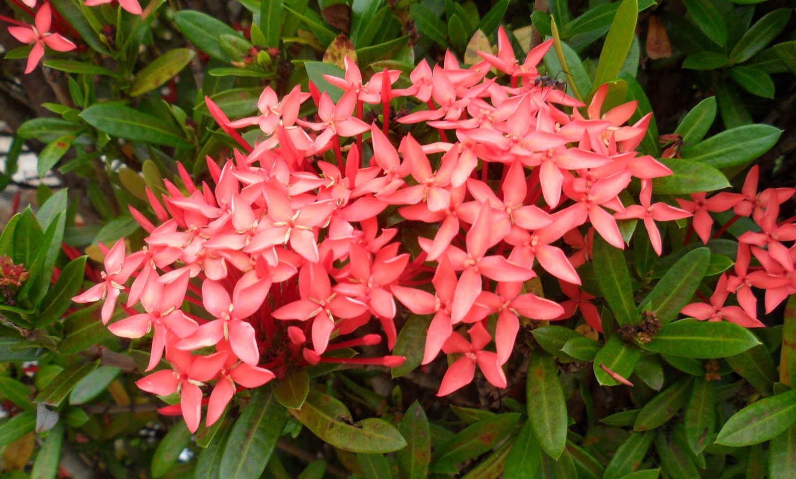 Mad About Malaysia: Big brother is cool