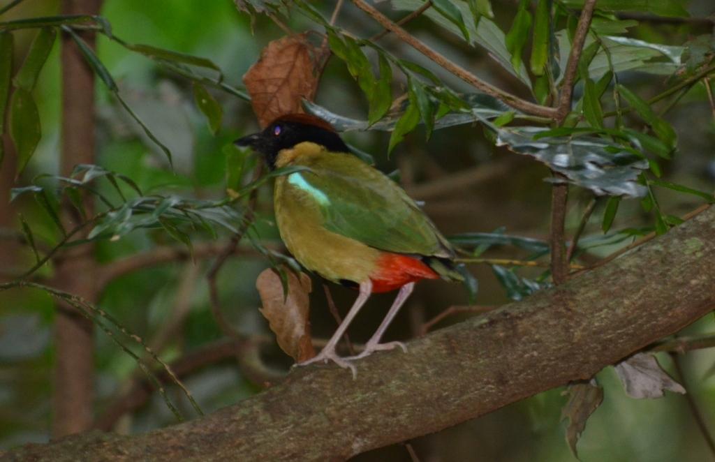 Australian Birds Photography: KEUNEA PHOTOGRAPHY: A Trip to Fig Tree Walk