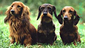 YOUR FAVOURITE NEWS: IL BASSOTTO TEDESCO