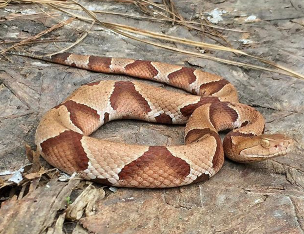Cub Scout Pack 1910, Keller, TX