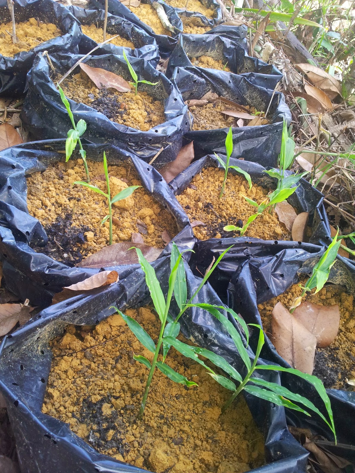 Tanaman Halia: Pertumbuhan Halia dalam Polybag pada 25.02.2105