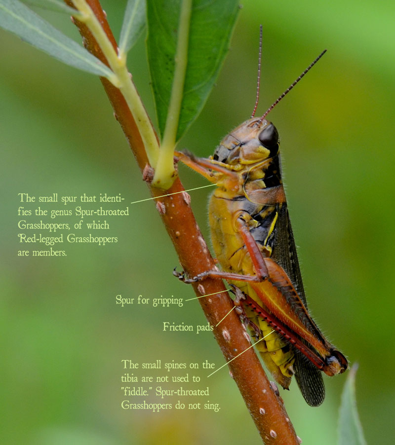 Grasshopper Leg Anatomy