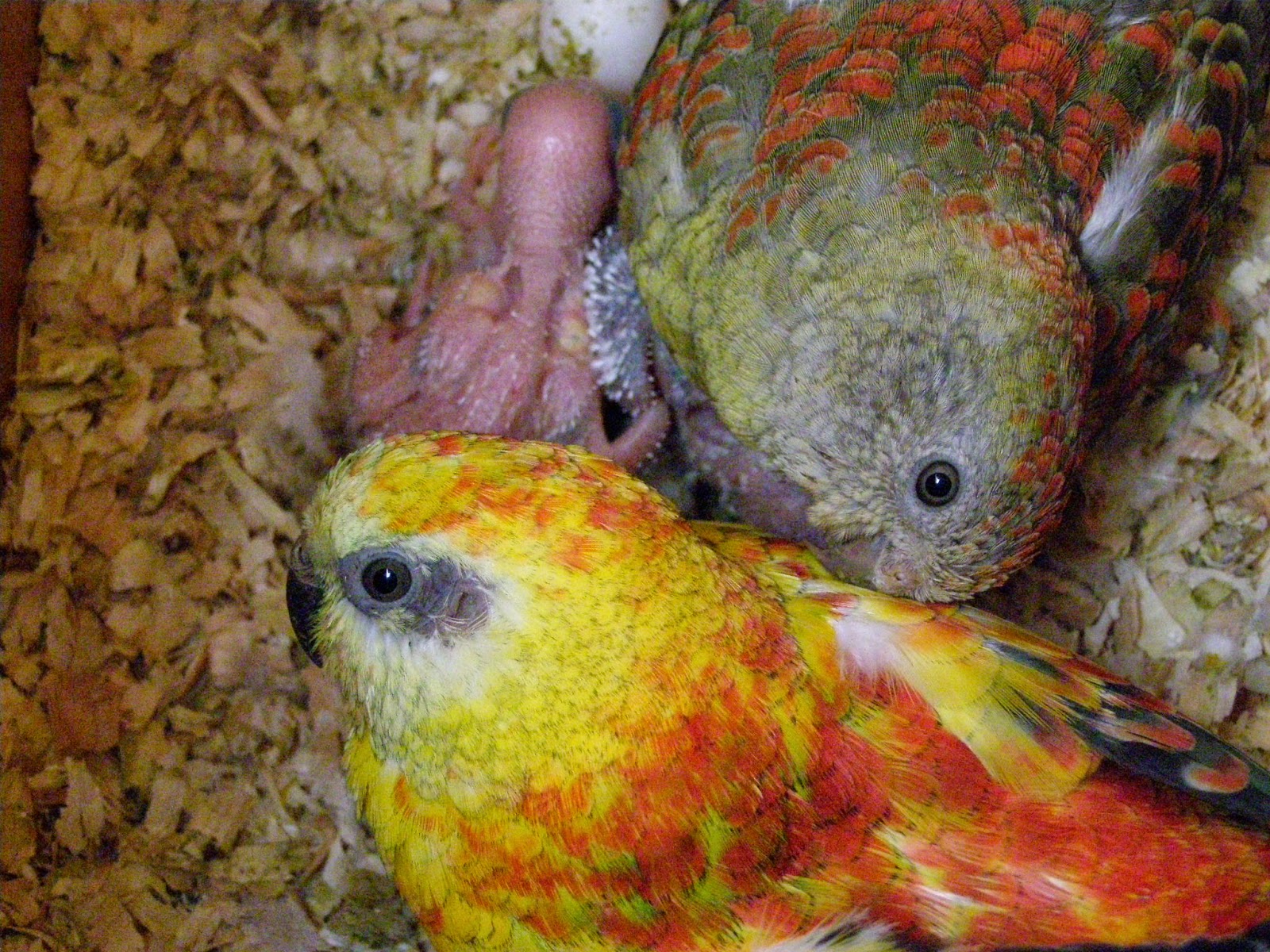 Neposedné ručičky: Papagáj spevavý