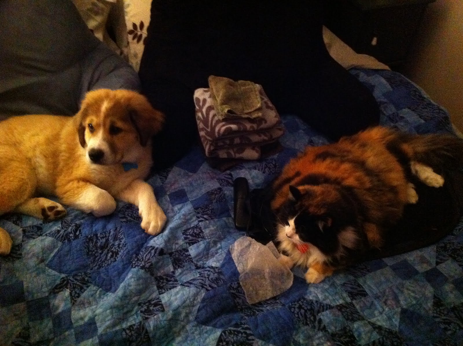 A Swissneese in San Francisco