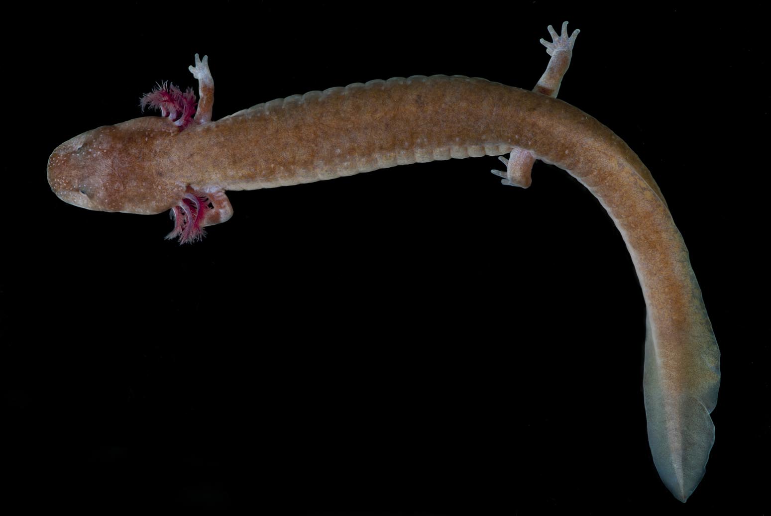 Cave Salamander