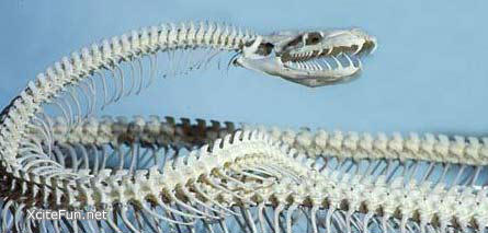 Foto foto tulang ular yang luar biasa | BOMBA DOT COM