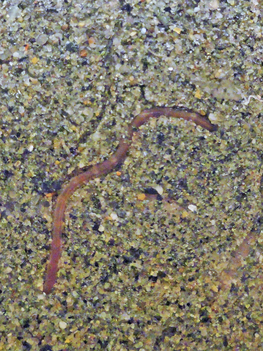 Wanderin' Weeta (With Waterfowl and Weeds): 10/01/2012 - 11/01/2012