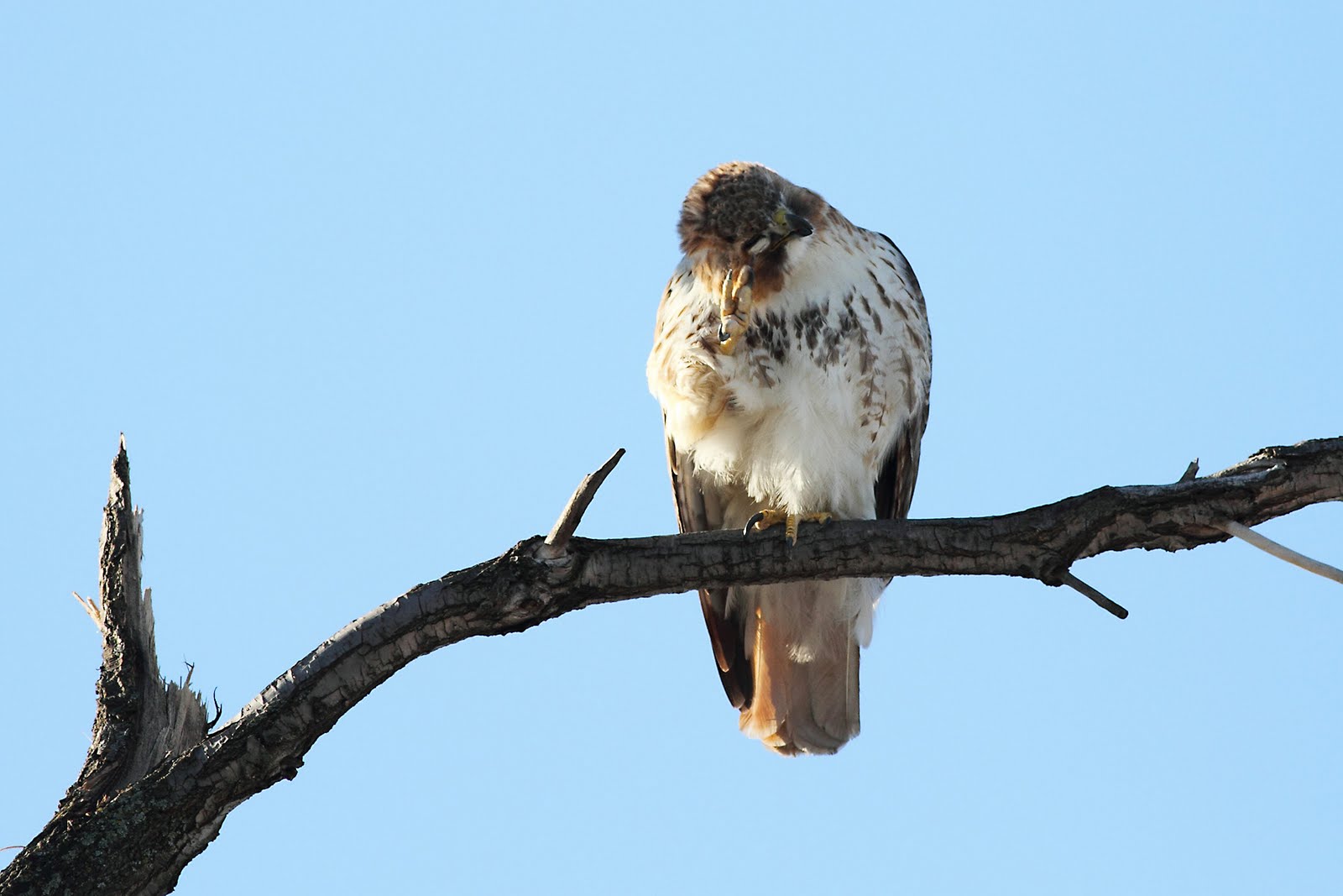 Ann Brokelman Photography: Female Red-Tailed Hawk collecting branches ...
