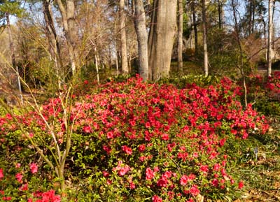 On the Road with Maya: More Spring Break - Nacogdoches, the Azalea ...