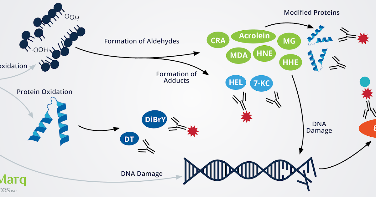 Newmarket Scientific: Oxidative damage – The damaging effect of ...