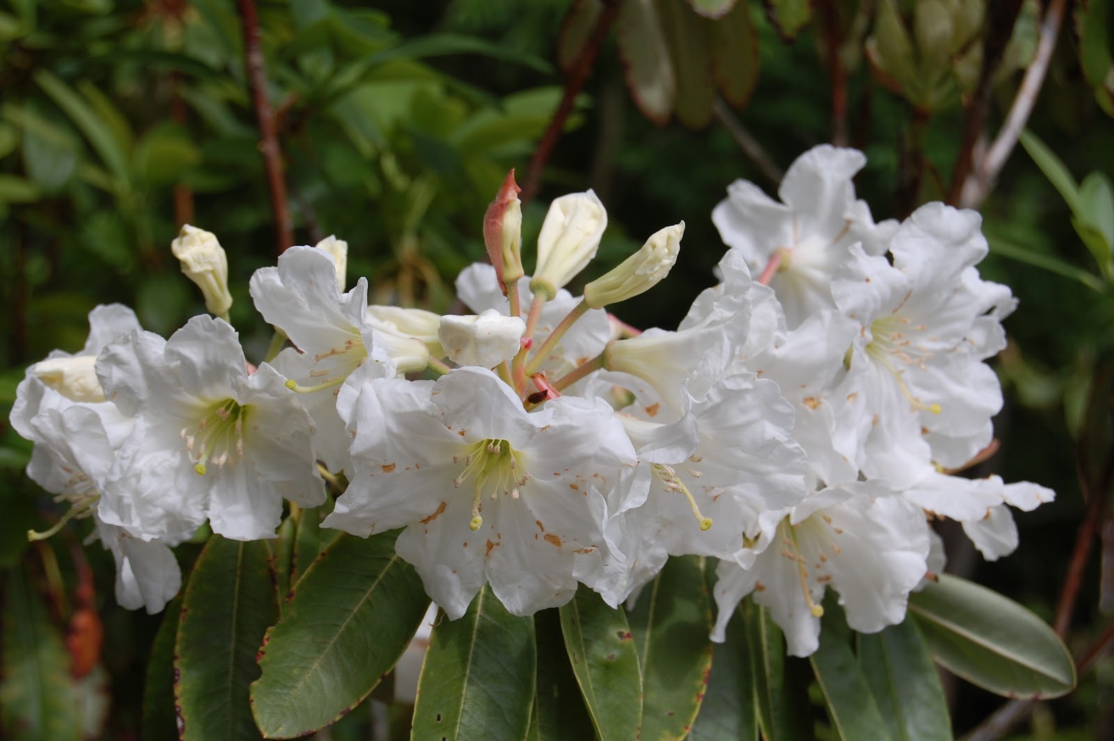 ARBORETUM ADELINE: A NEW ARBORETUM