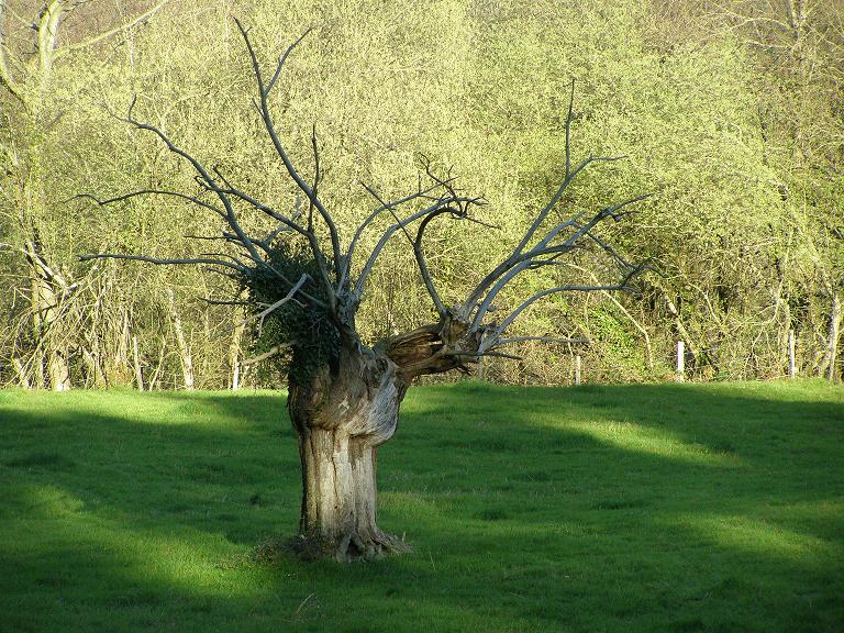 ARBOLES DE KARRANTZA Y DE OTROS LUGARES: Tronco seco