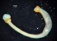 Basic Concept of Invertebrate Zoology Knowledge: Classification of ...